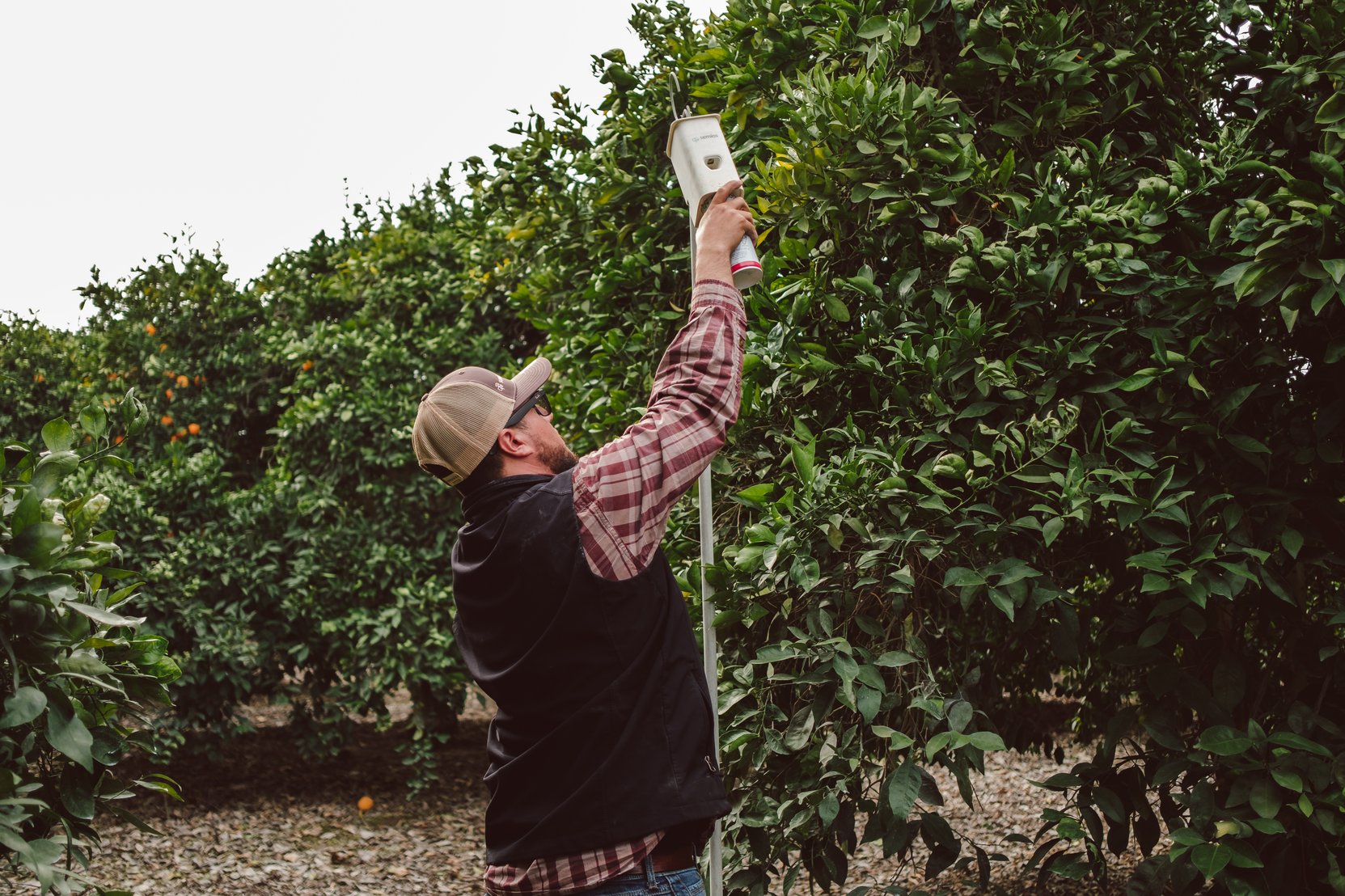 Things to Consider When You Buy Mating Disruption