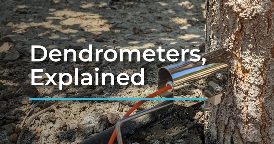 Using Dendrometers & Soil Moisture Probes: What You Need to Know