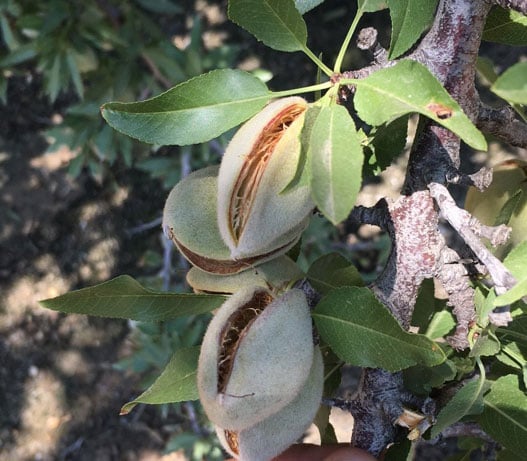Regulated Deficit Irrigation Around Almond Hull Split