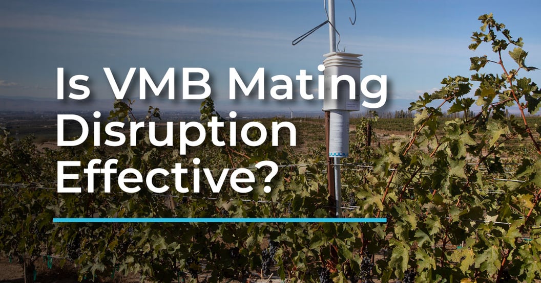 Understanding Pheromones and Mating Disruption