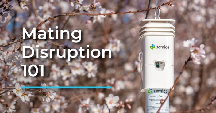 Things to Consider When You Buy Mating Disruption