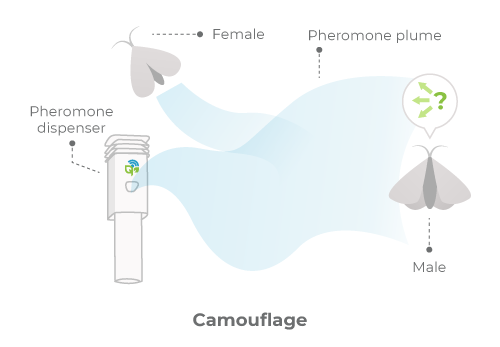 Understanding Pheromones and Mating Disruption