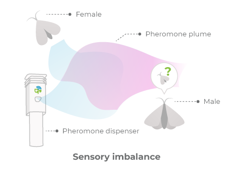 Understanding Pheromones and Mating Disruption