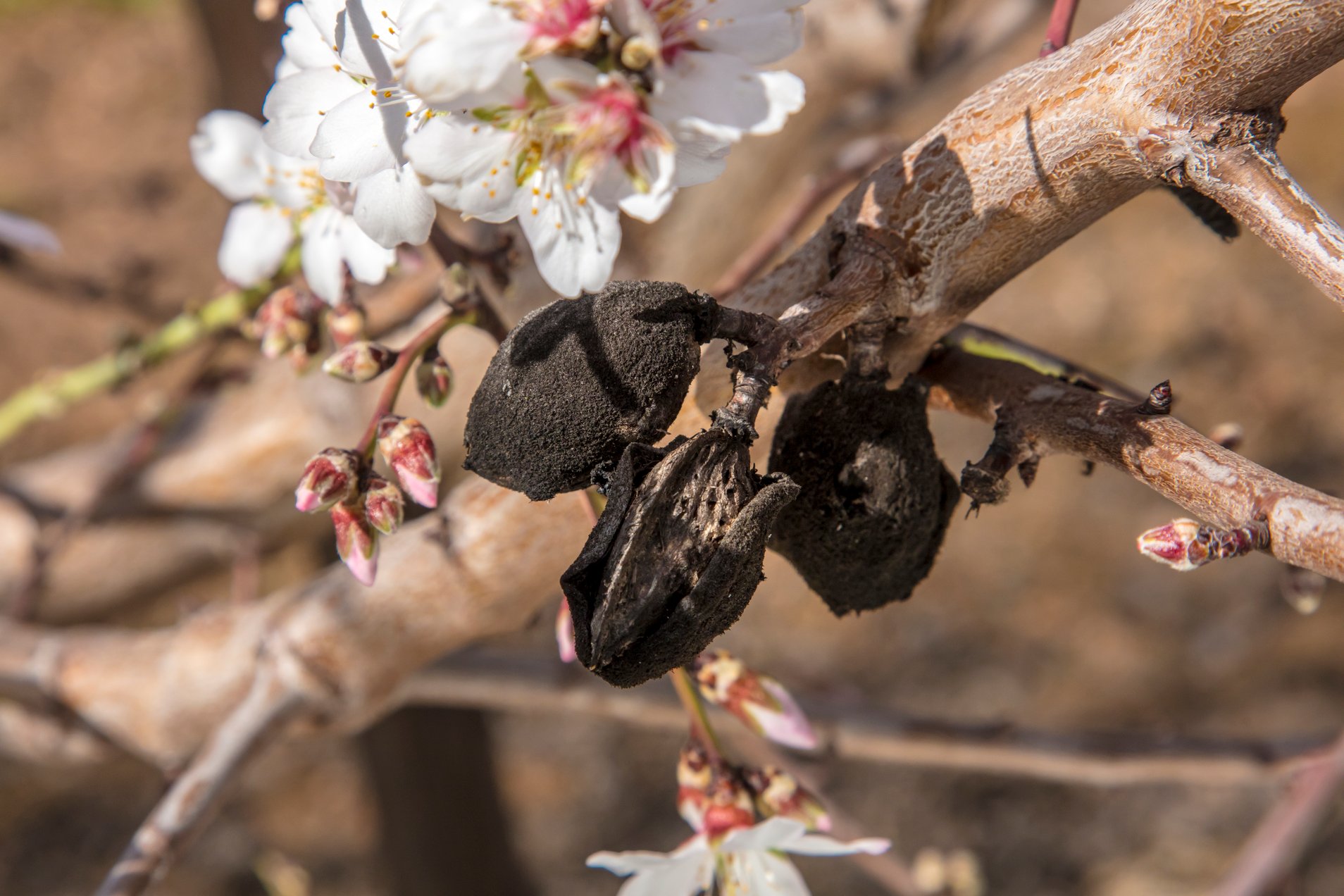 Things to Consider When You Buy Mating Disruption