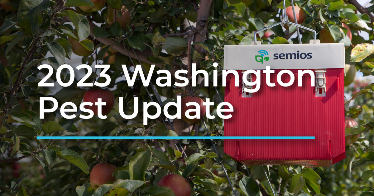 2023 Washington Codling Moth & Obliquebanded Leafroller Update