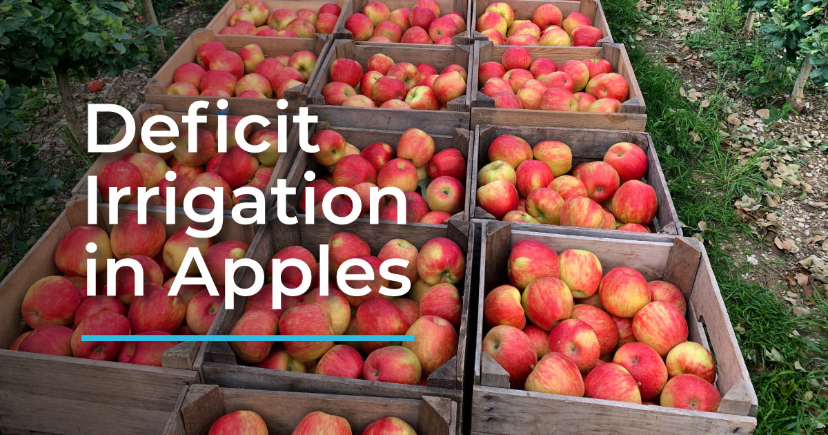 Deficit Irrigation in Apples to Control Sizing and Bitter Pit