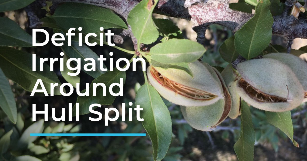 Regulated Deficit Irrigation Around Almond Hull Split