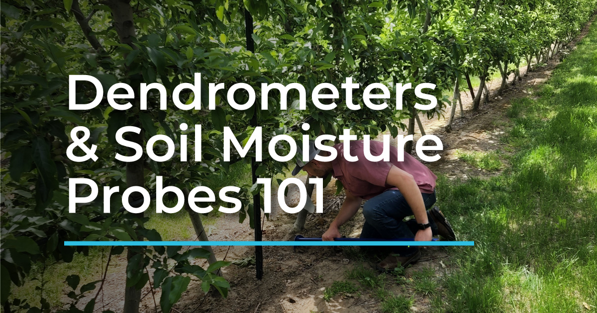 Using Dendrometers & Soil Moisture Probes: What You Need to Know